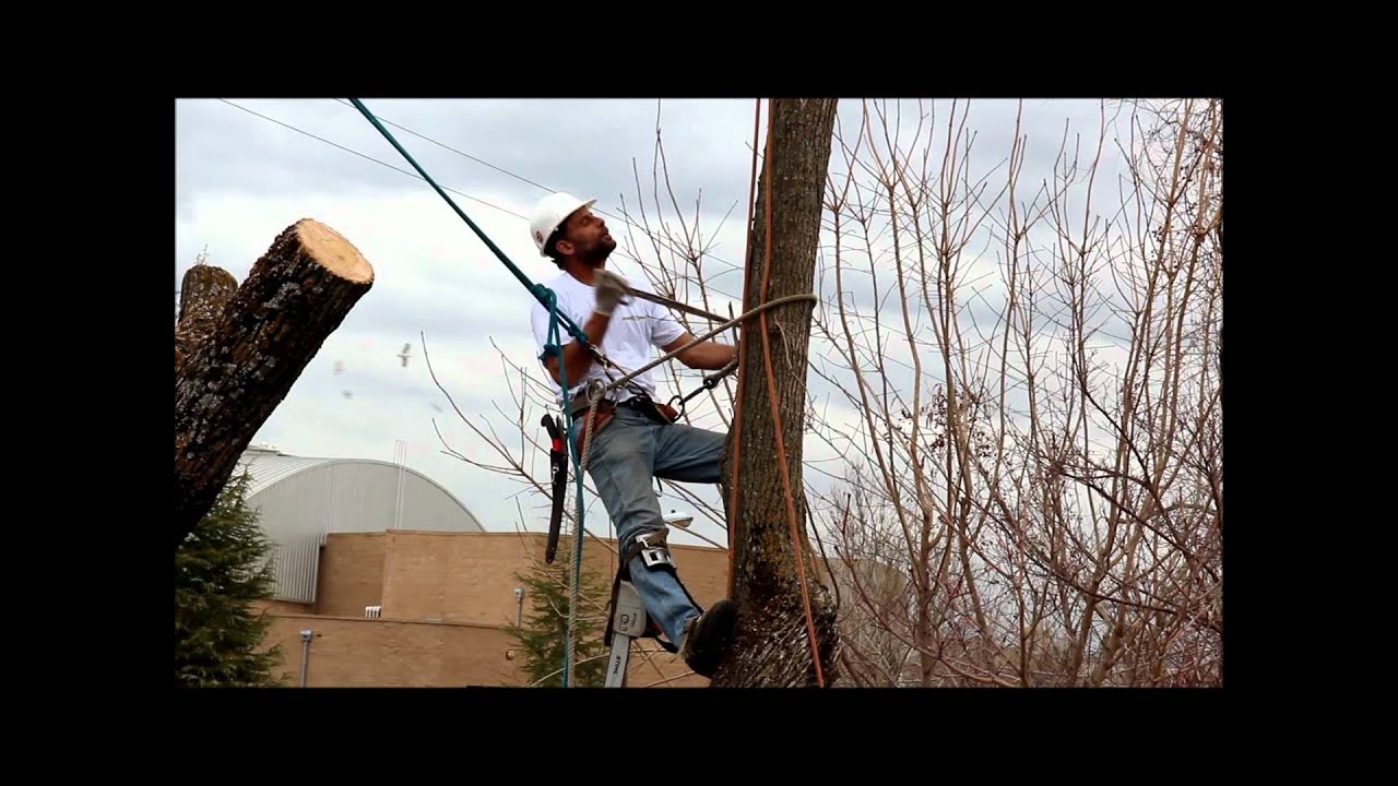 Tree Surgery - vertical limb falling - YouTube