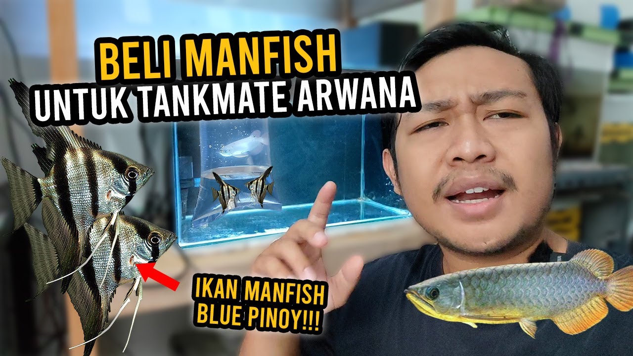 BELI IKAN MANFISH BLUE PINOY!!! Altum KW kah ini??? - YouTube