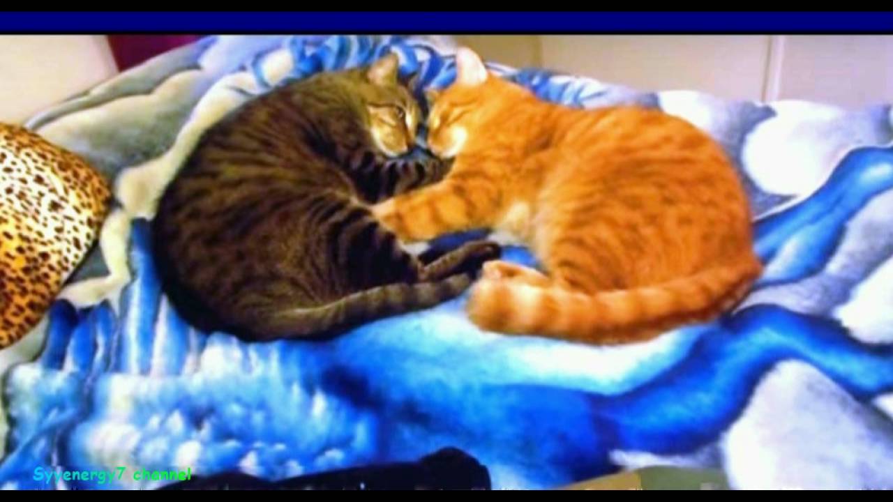 The Fascist Animal Control CAT Haters - YouTube