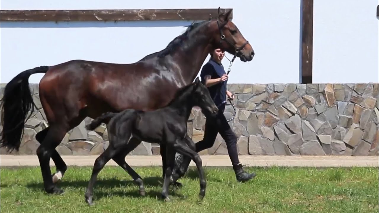 For sale! mare Geneva SV by Glamourdale - For Romance l, *2024 ...