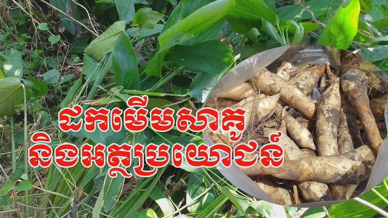 ដកមើមសាគូ (How to harvest arrowroot) - YouTube