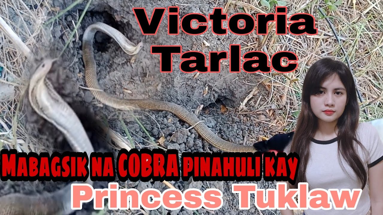 DALAWANG MAKAMANDAG NA PHILIPPINE COBRA IPINAHULI KAY Princess Tuklaw ...