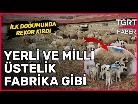 Yerli ve Milli Koyun Altız Doğurdu: Kuzular Çiftliğin Maskotu Oldu – TGRT Haber
