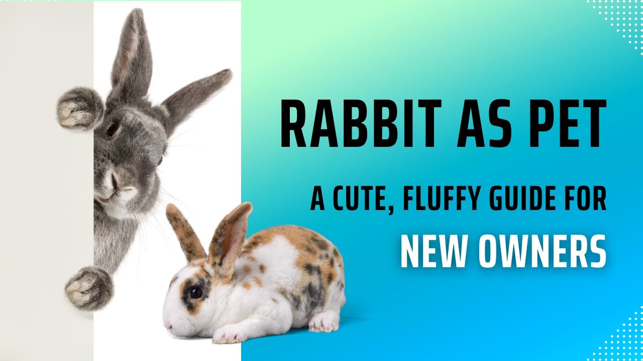 Rabbit as Pet: A Cute, Fluffy Guide for New Owners - YouTube