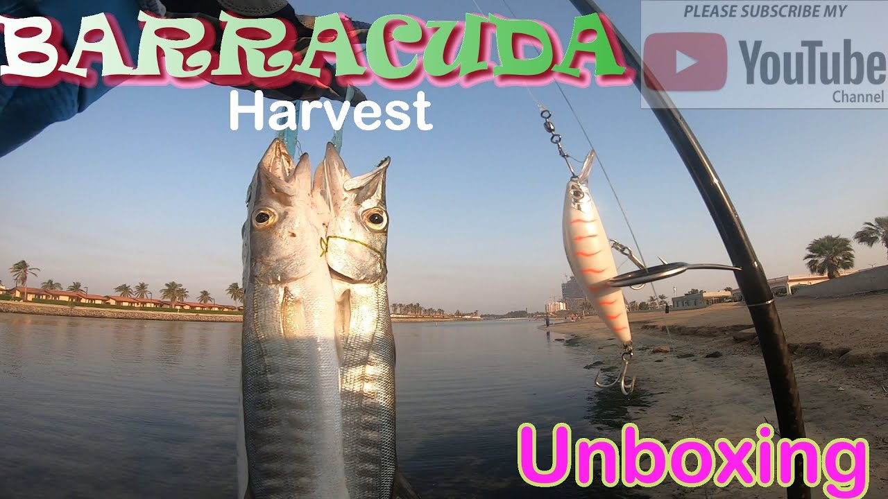 Jeddah Fishing Adventure 5 - YouTube