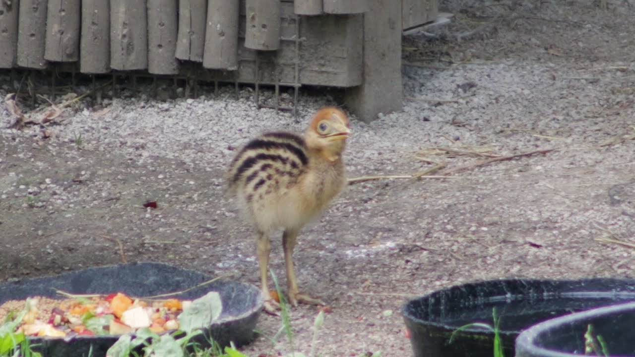 Baby Cassowary