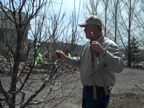 How to Make Cuts to a Lateral Branch - YouTube