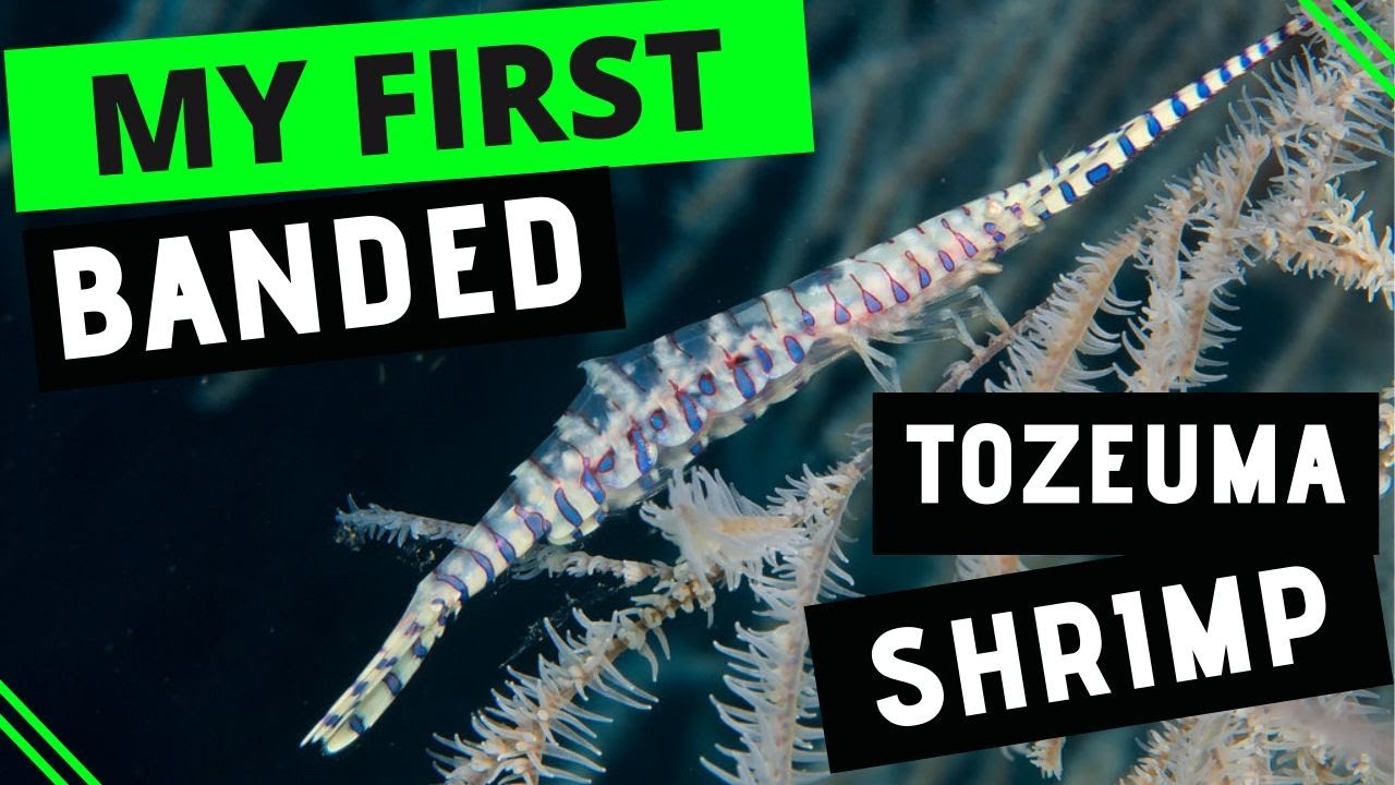 The Banded Tozeuma Shrimp (Saw blade Shrimp) - YouTube
