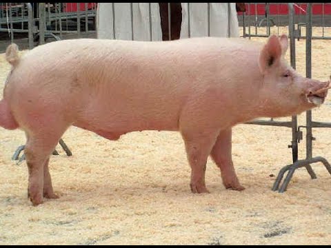 I Tamarri - Lo Zoo di 105 - I Tamarri chiamano il Maialaio - - YouTube