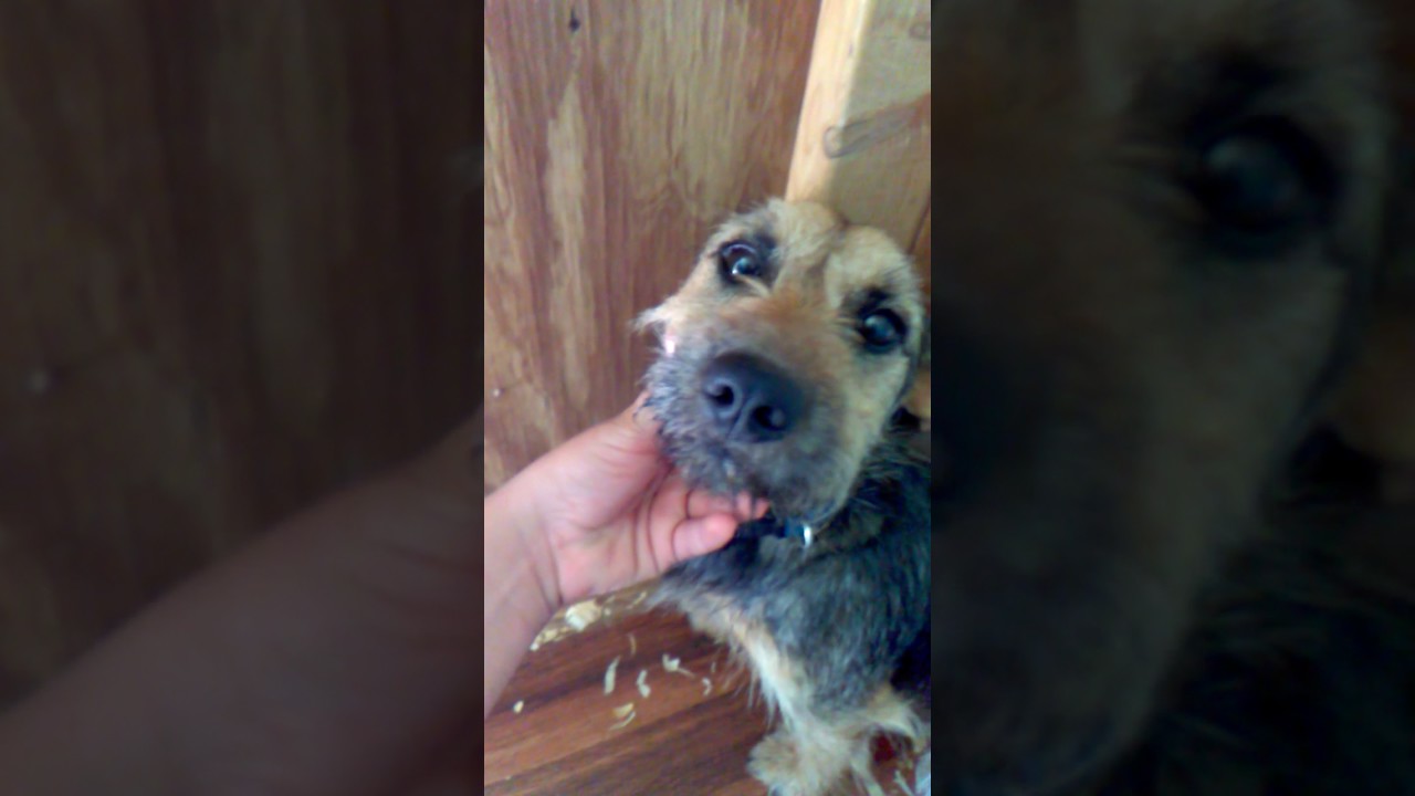 Schnauzer mixed with Chihuahua - YouTube