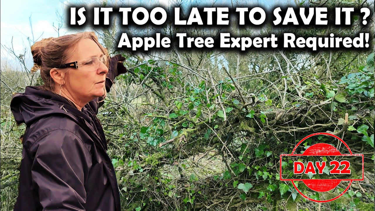 Day 22: Beginners Homestead - The Last Apple Tree: Is There Hope - YouTube