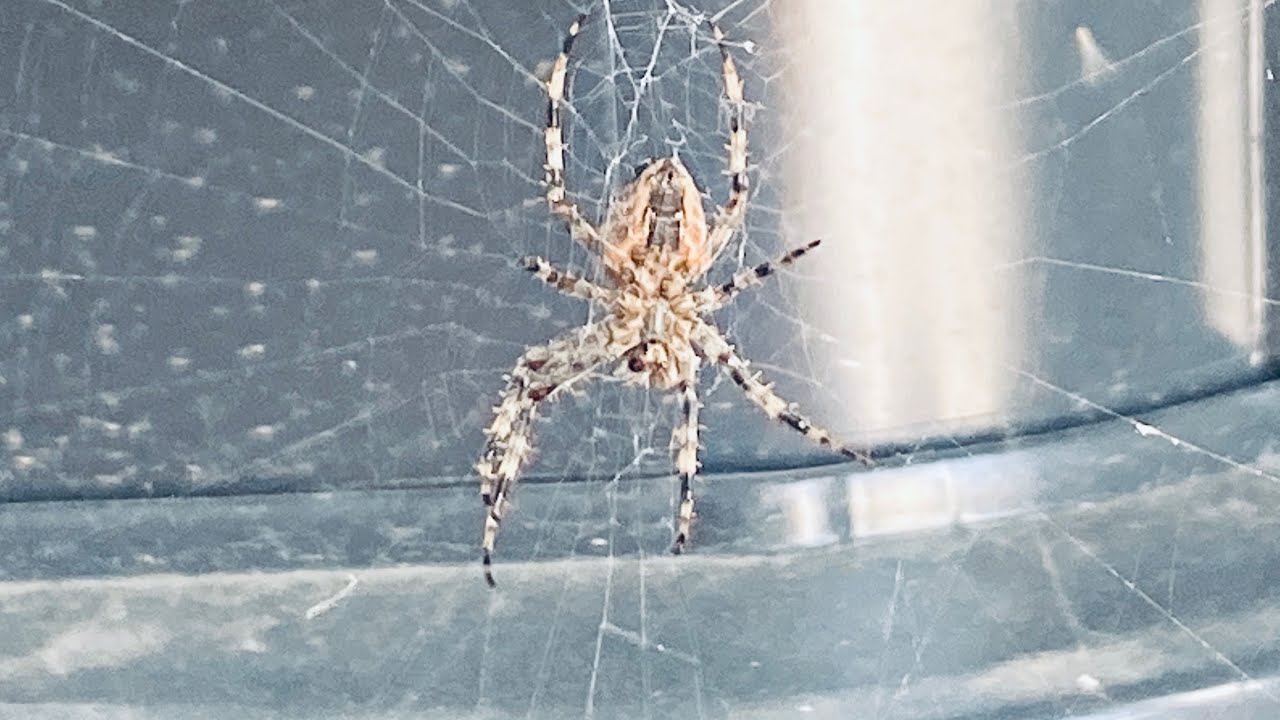 Il miracolo della natura - ragno vs mosca - YouTube