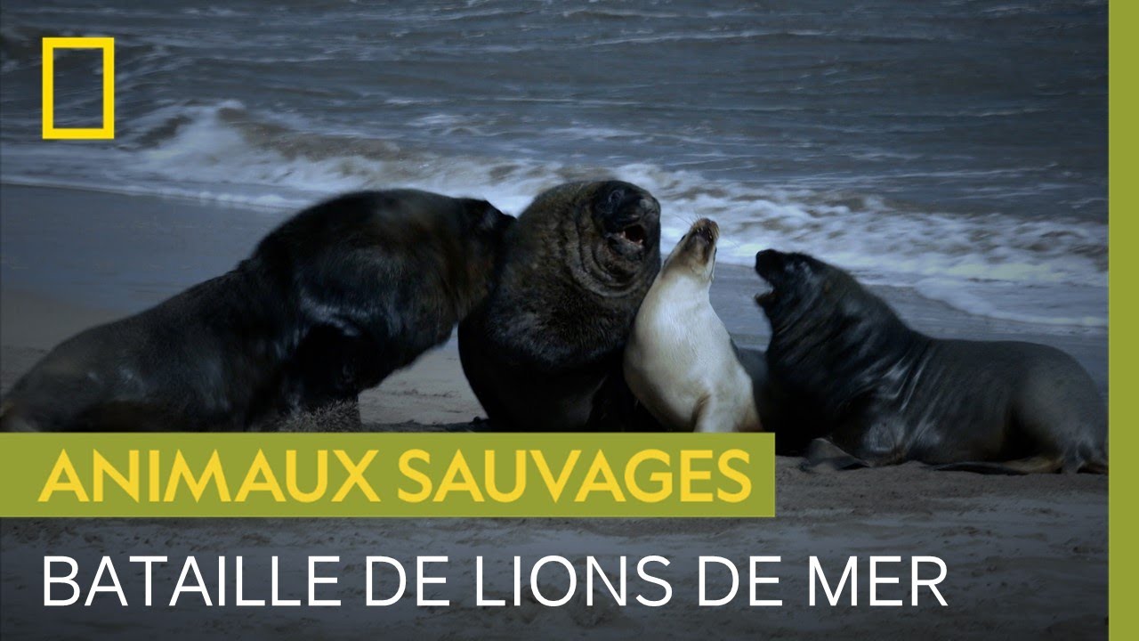 Battle royale : le combat sans merci des lions de mer - YouTube