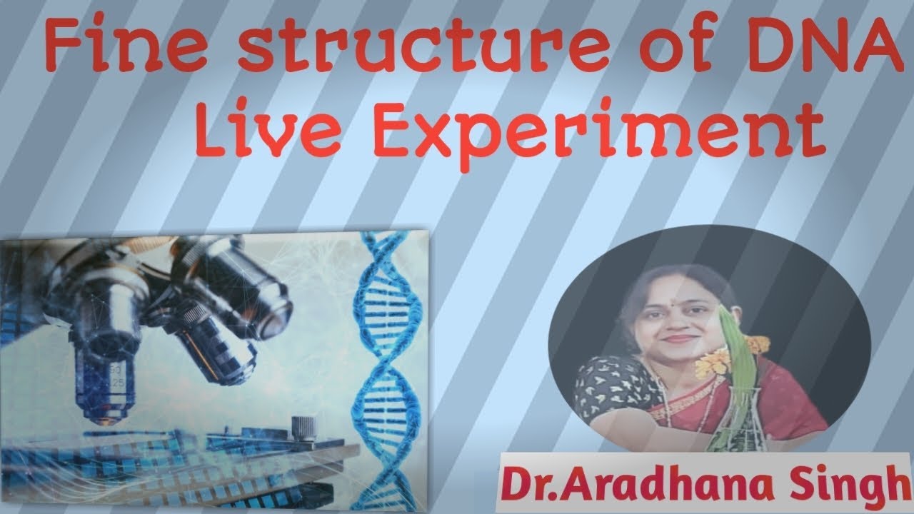 Fine structure of DNA, #science, #neet, # biology - YouTube