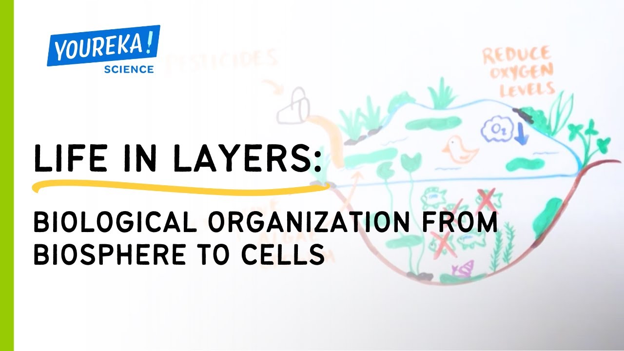 Life in Layers: Biological Organization from Biosphere to Cells - YouTube