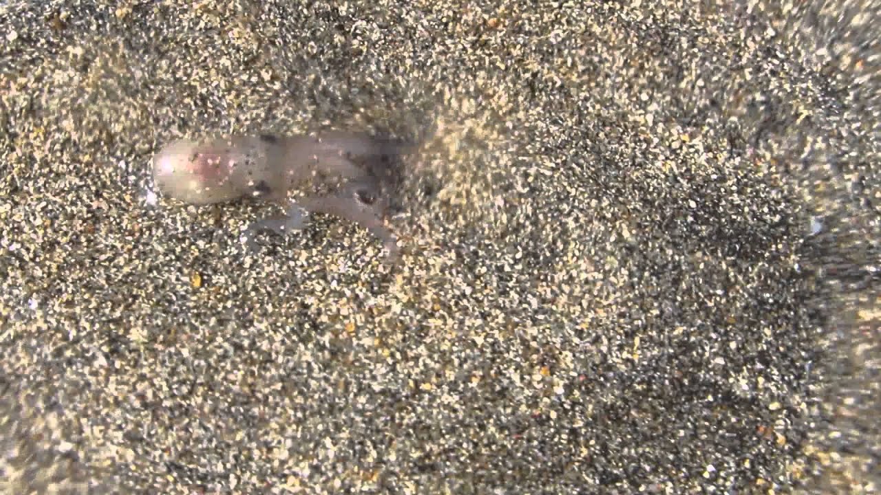 Baby octopus walking on the beach - YouTube