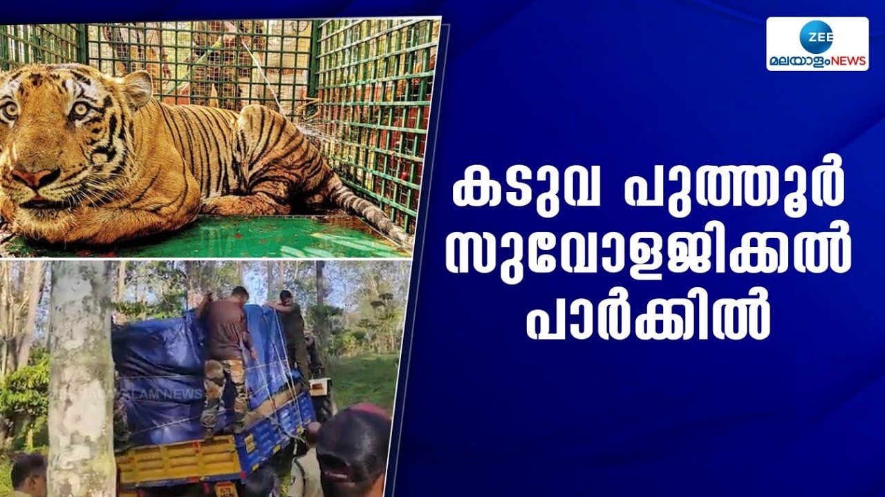 Wayanad Tiger | സുല്‍ത്താന്‍ ബത്തേരി കൊളഗപ്പാറ ചൂരിമലയില്‍ നിന്നും ...