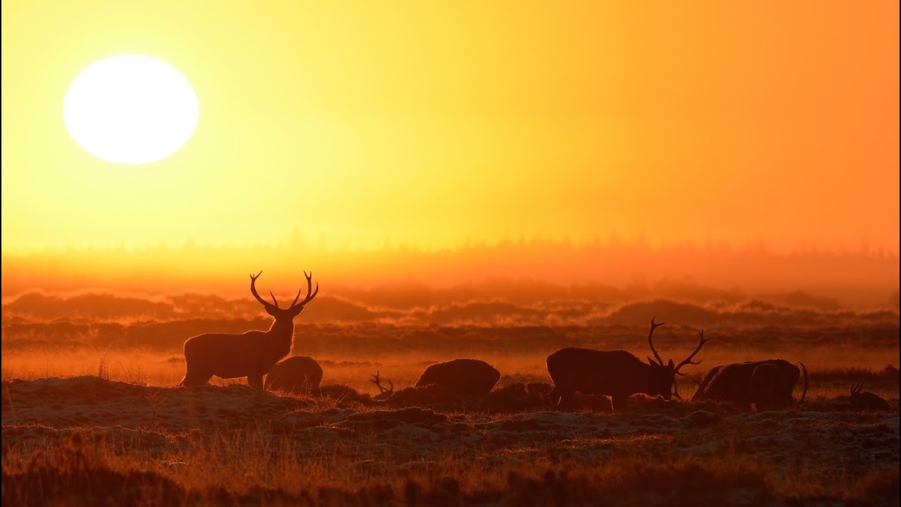 Krondyr ved vintertid i smuk solopgang Oksbøl Øvelsesterræn/ Red deer ...