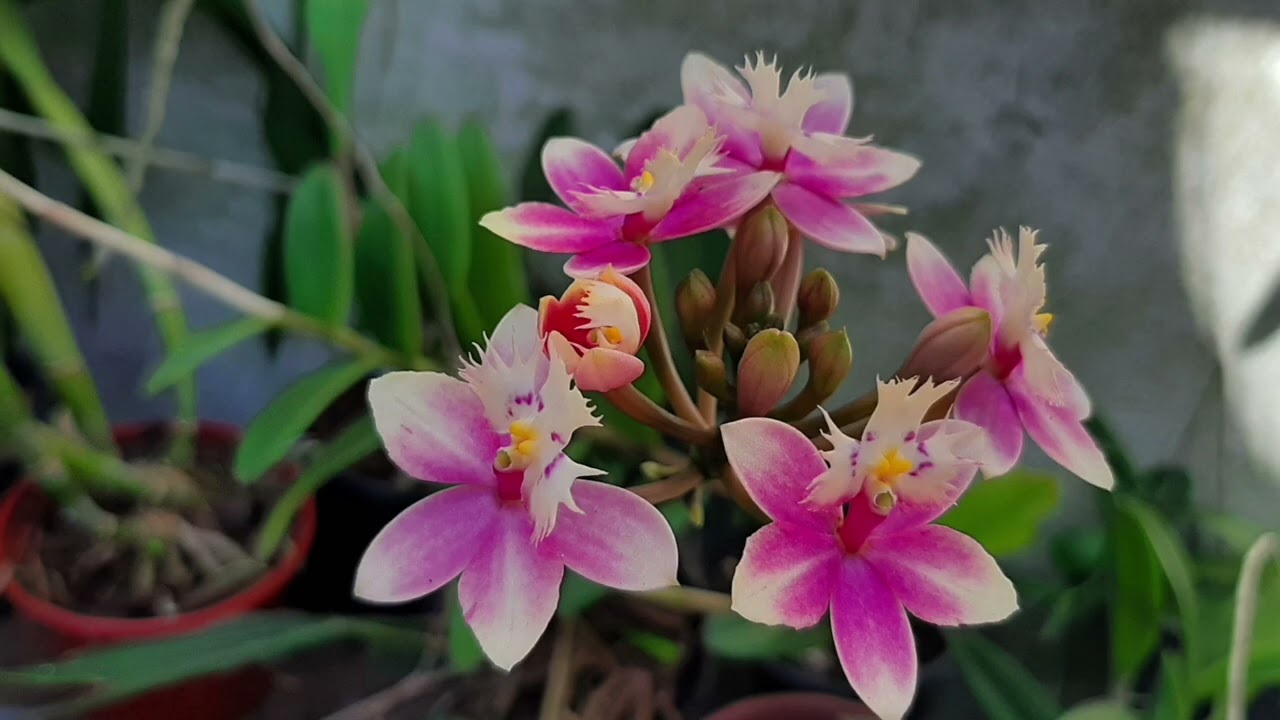 Epidendrum Wedding Valley "Sakura" #orquideas #epidendrum - YouTube