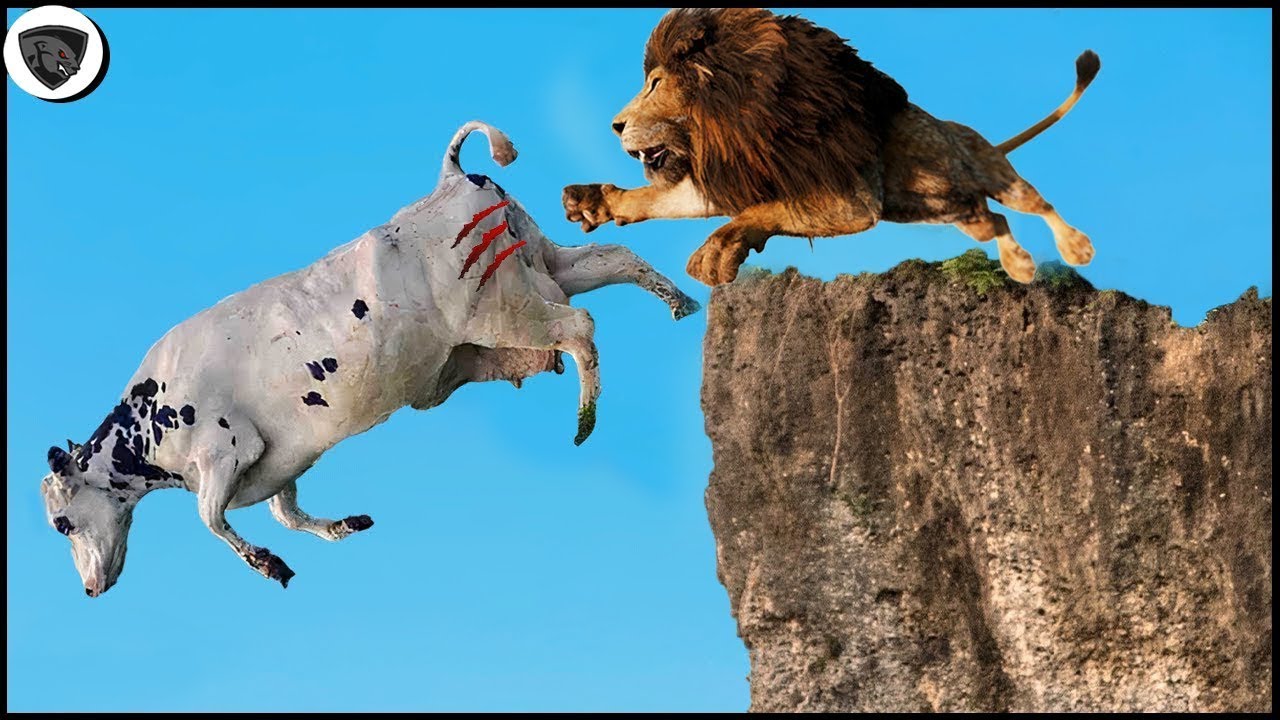 The Hungry Lion Jumps Over The Cliff To Attack The Wild Buffaloes ...