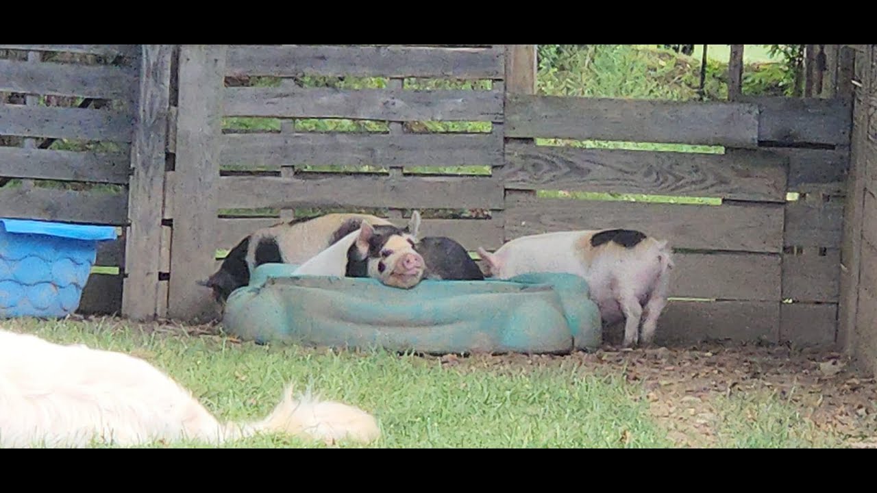 Kunekune Pigs: Beating The Heat With Wallows and Kiddie Pools! - YouTube