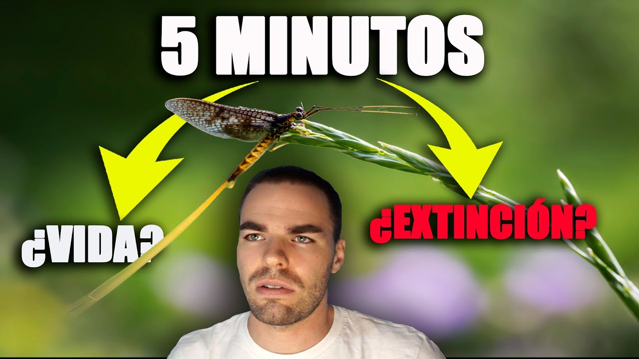 El Animal con la Vida Más Corta | Las efímeras (Ephemeroptera) - YouTube
