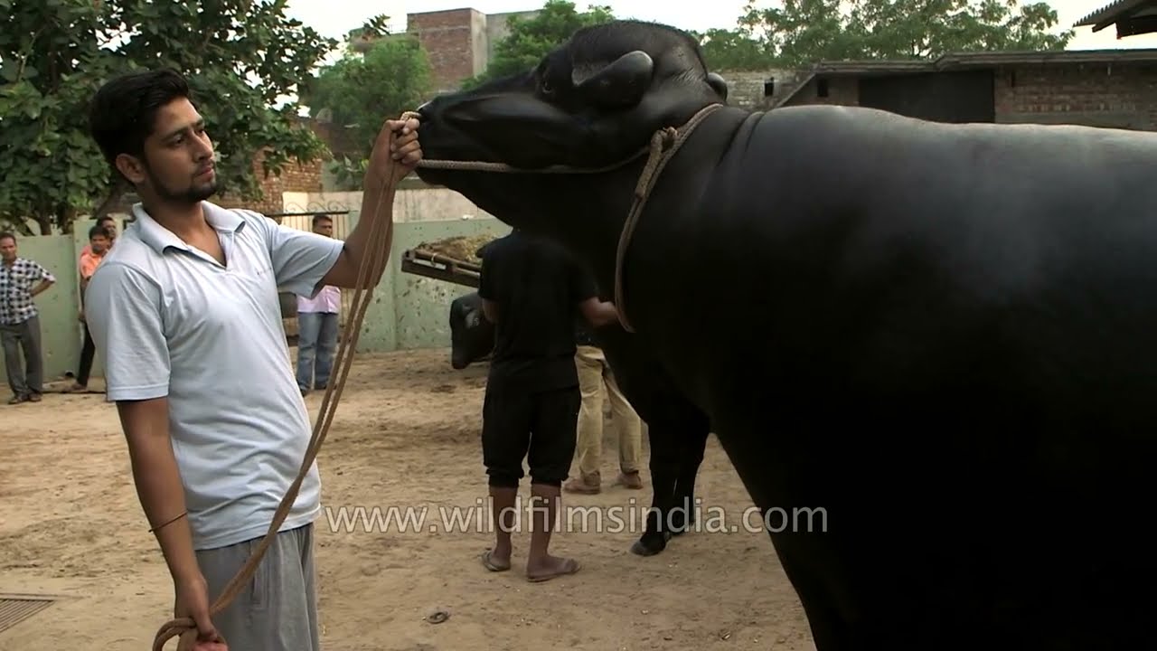 Indian buffalo worth US$1, 250, 000? See the Million dollar bovine ...