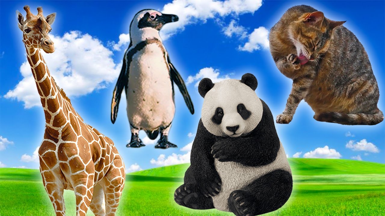 Cute Small Animals - Penguin, Giraffe, Panda, Cat - Animal Moments ...