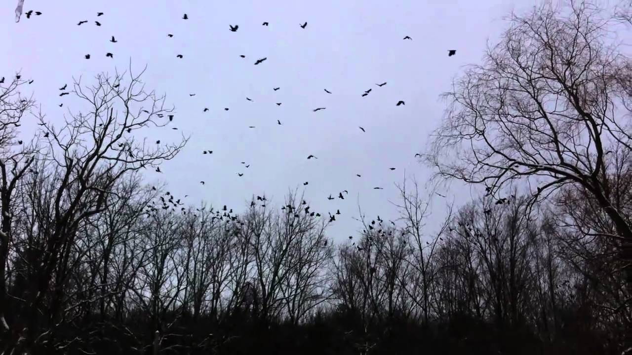 HUGE CROW MIGRATION ITHACA, NY - YouTube
