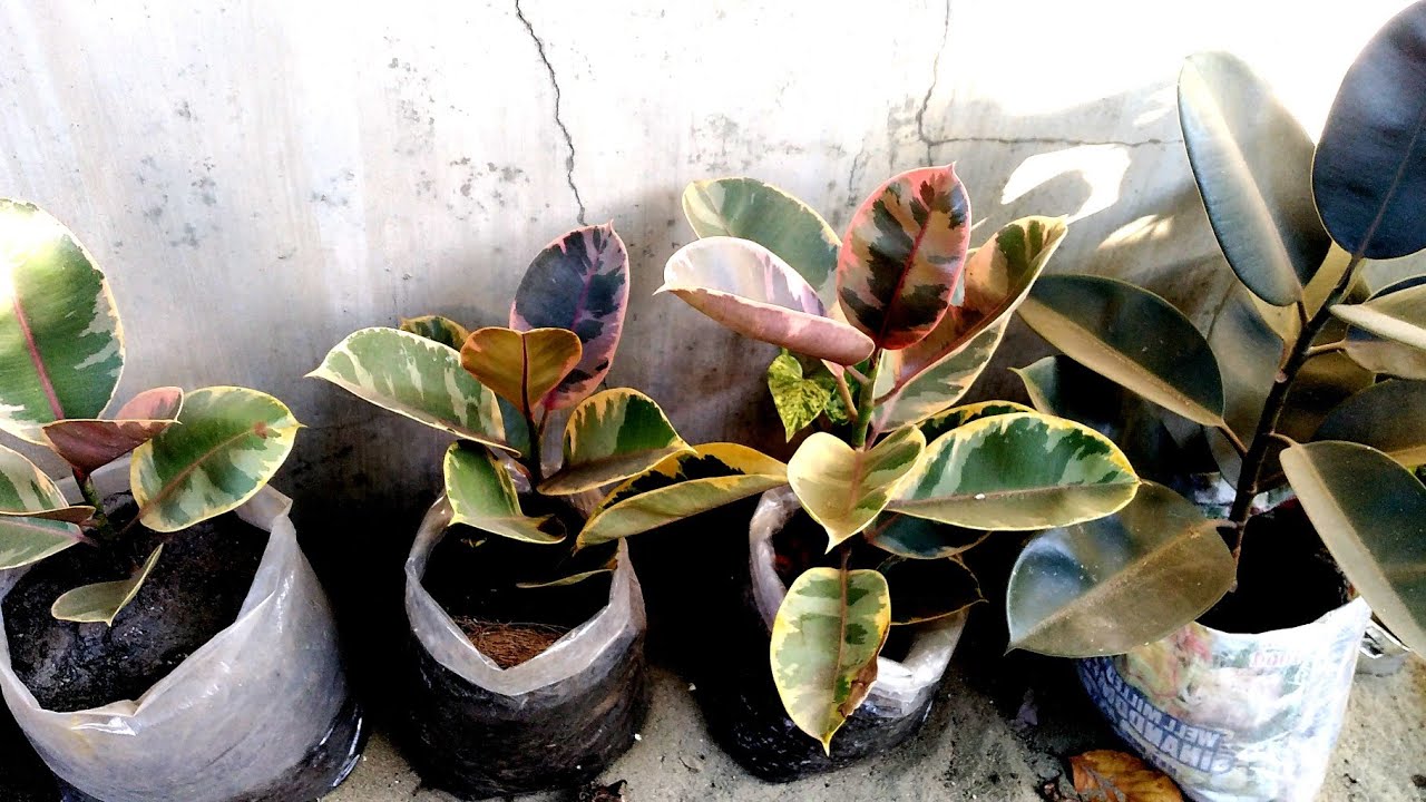 Propagation update of rubber trees.Care tips of newly propagated rubber trees.Ruby.Lemon lime ...