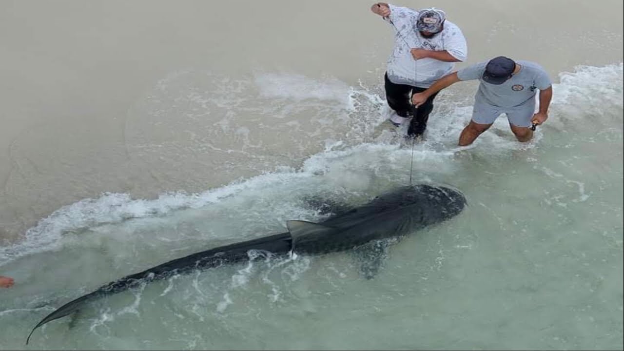 MEET TEAM TRUE BLUE - YouTube