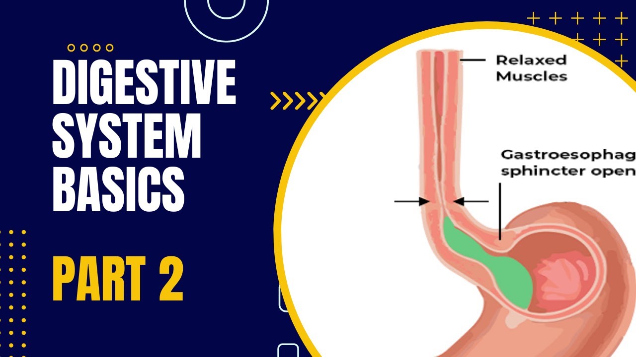 Digestive System Basics Part 2 - YouTube