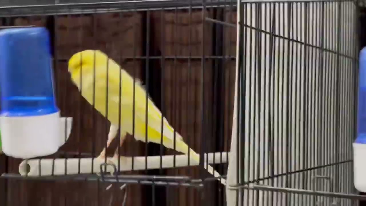 yorkshire canary nice bird - YouTube
