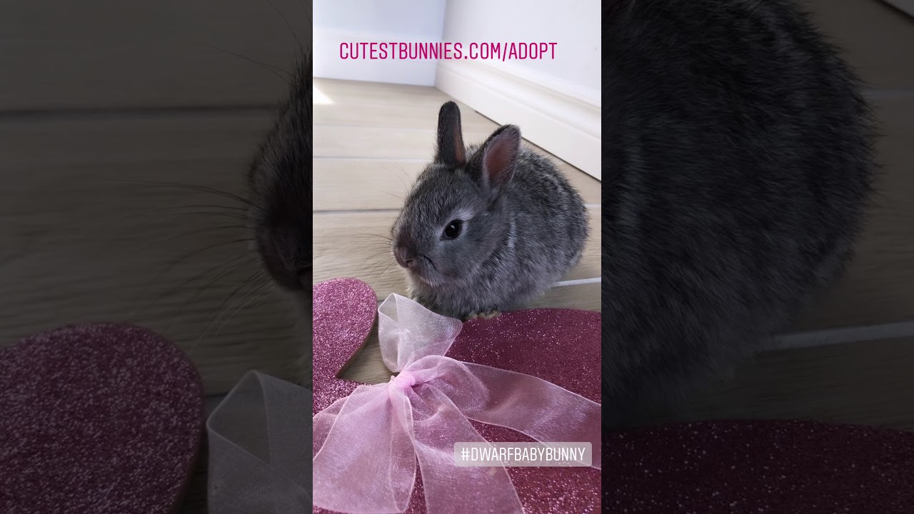 Chinchilla Netherland Dwarf Cutest Bunny 🐰 - YouTube
