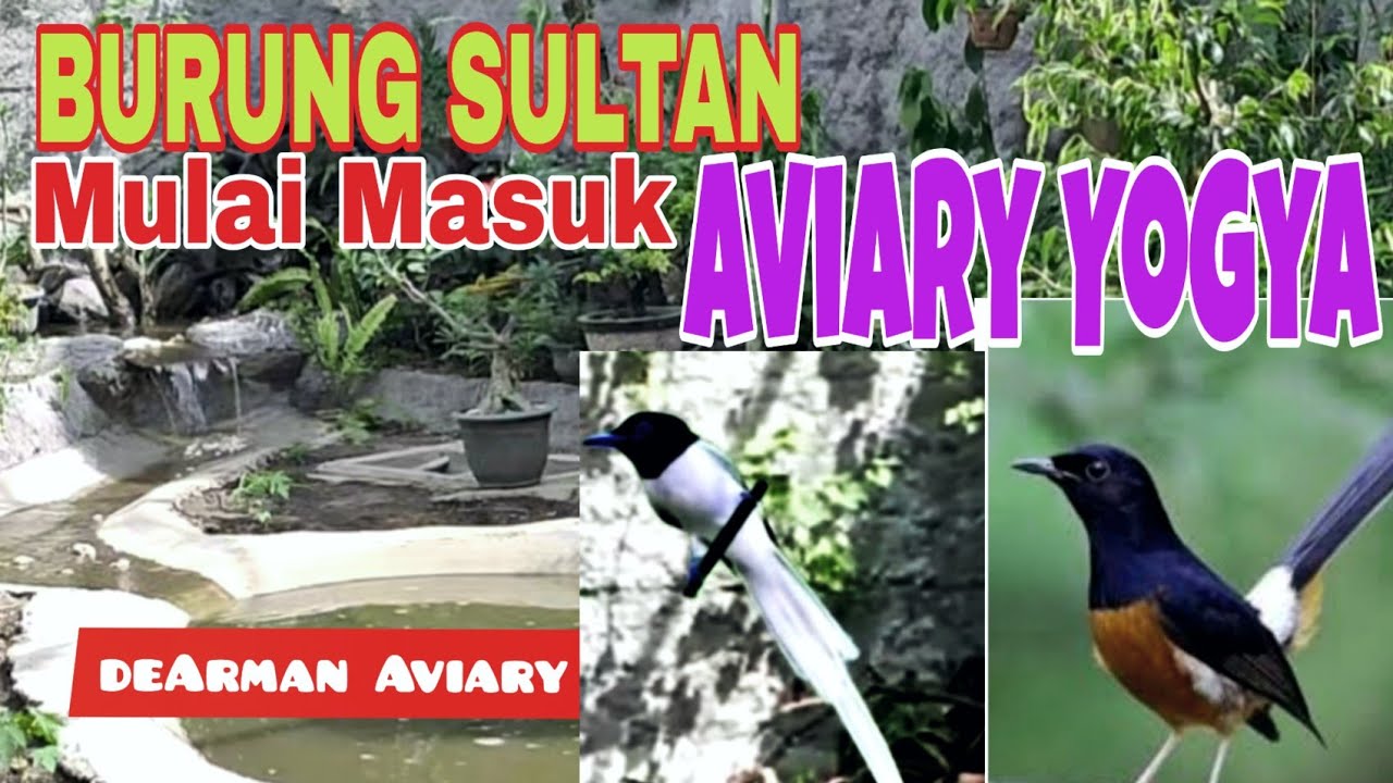 Burung Sultan-deHakims Aviary Juga Ada Disini 😀|| deArman Aviary Yogya - YouTube