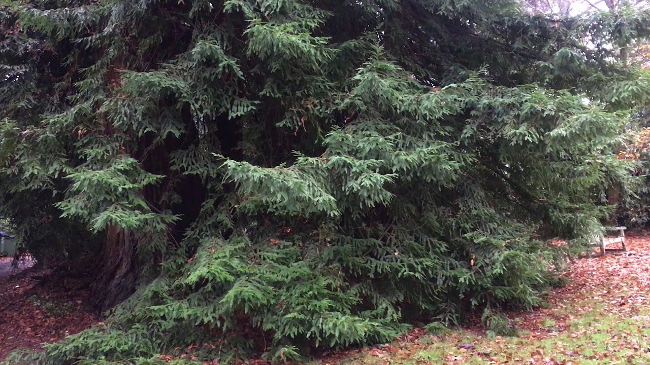 Coastal redwood - leaves, branches & twigs - November 2018 - YouTube