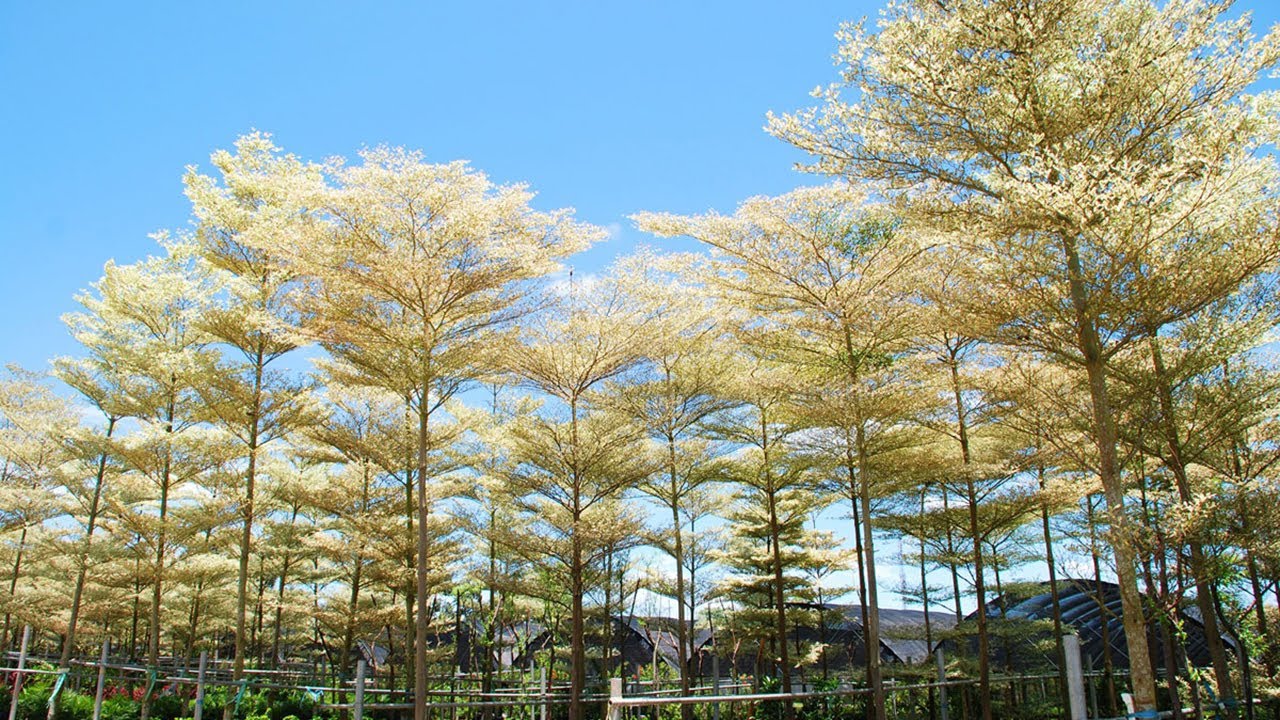 Terminalia Mantaly Variegata - Exotic deciduous or Evergreen Avenue ...