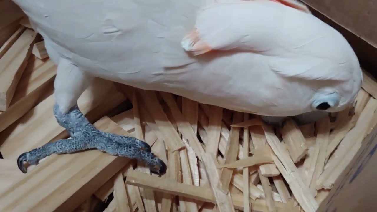How Much Wood Can A Cockatoo Chew - YouTube
