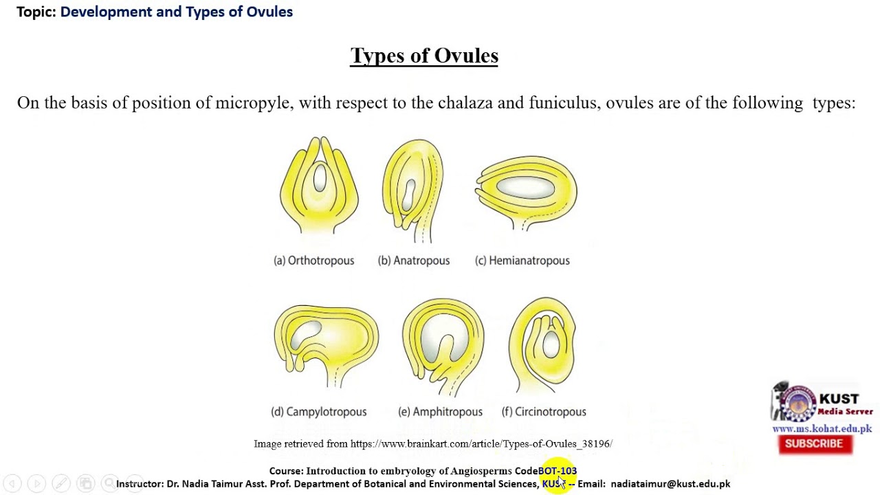 Development and Types of Ovules || BOT-103 || Lecture 08 || by Dr.Nadia ...