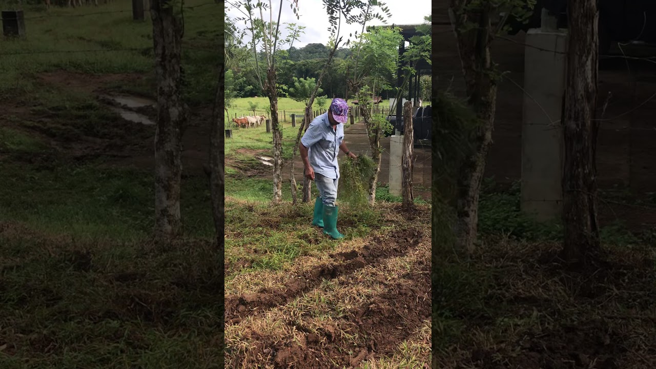 Siembra de pasto Swazi (suazi) en Toabre Penonome - YouTube