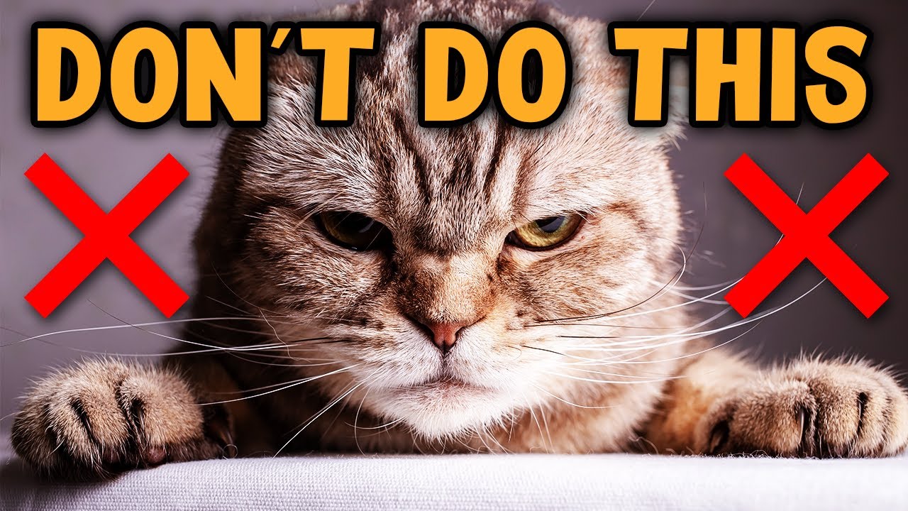 13 Biggest MISTAKES Cat Owners Make (and how to prevent them) - YouTube