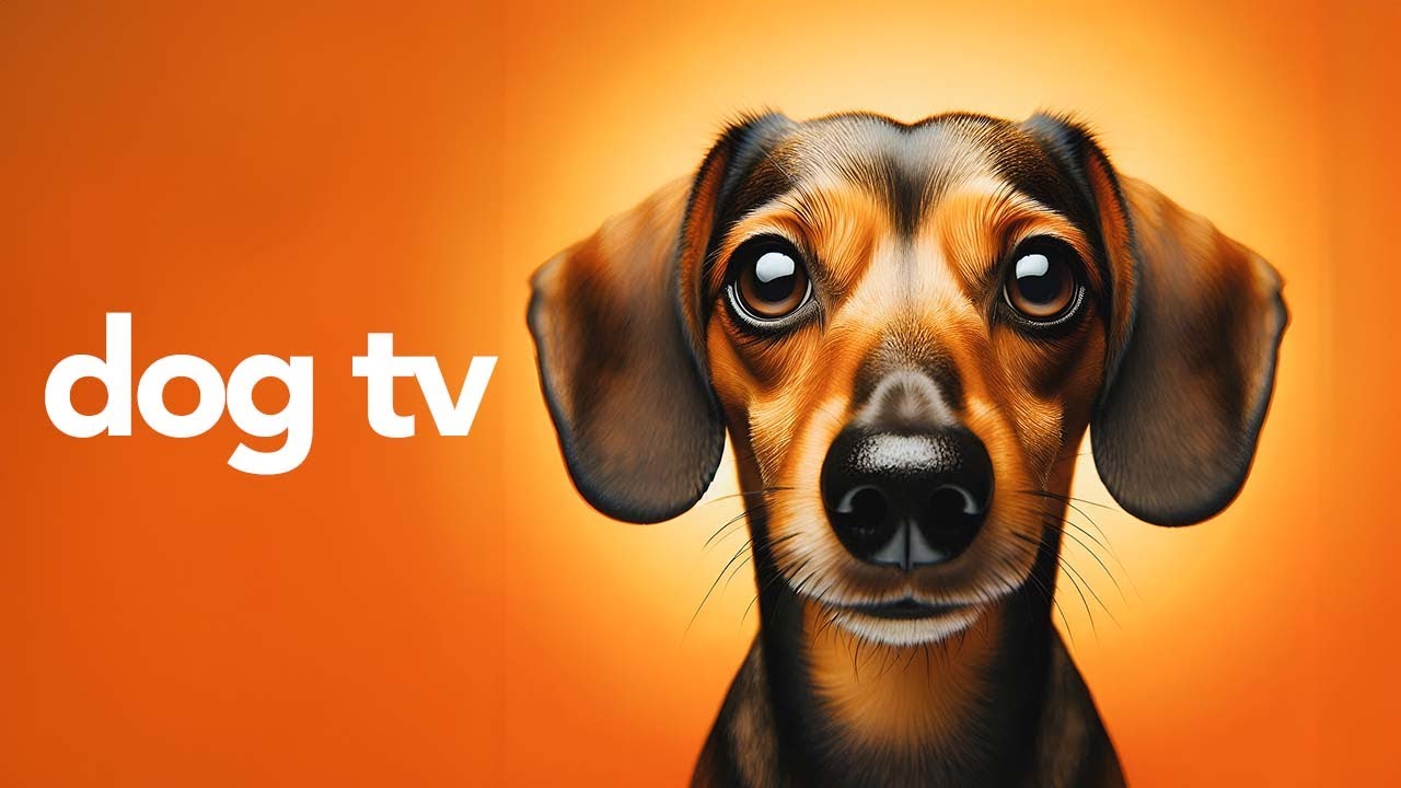 Dog TV | All-Day Entertainment For Dogs to Watch | Virtual Dog Walking ...
