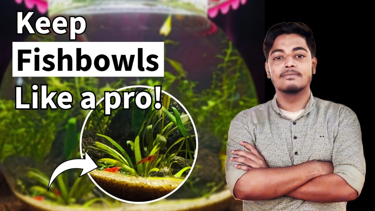 No more crisization for keeping a fishbowl. How to set up a no filtre ...