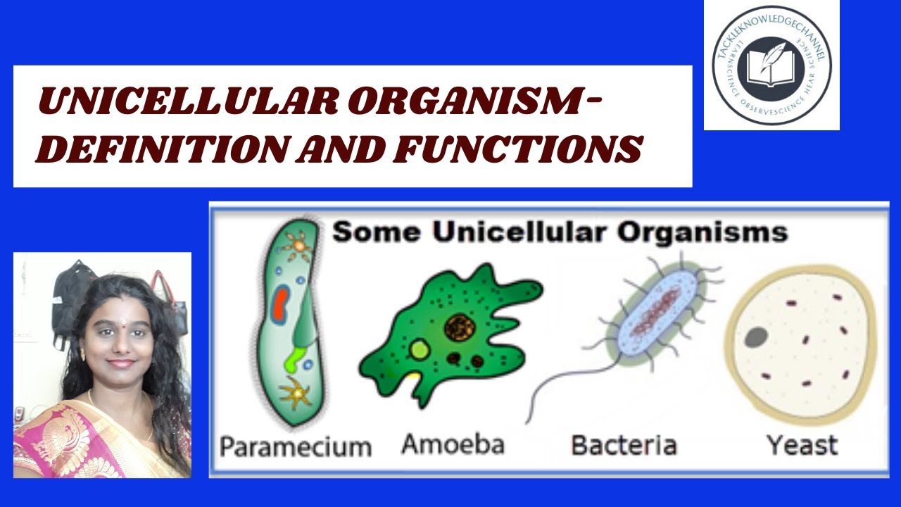 UNICELLULAR ORGANISM -DEFINITION AND FUNCTIONS||TACKLEKNOWLEDGECHANNEL ...