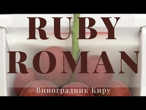 Японский сорт винограда -Ruby Roman . Впервые в Украине - прививка ...