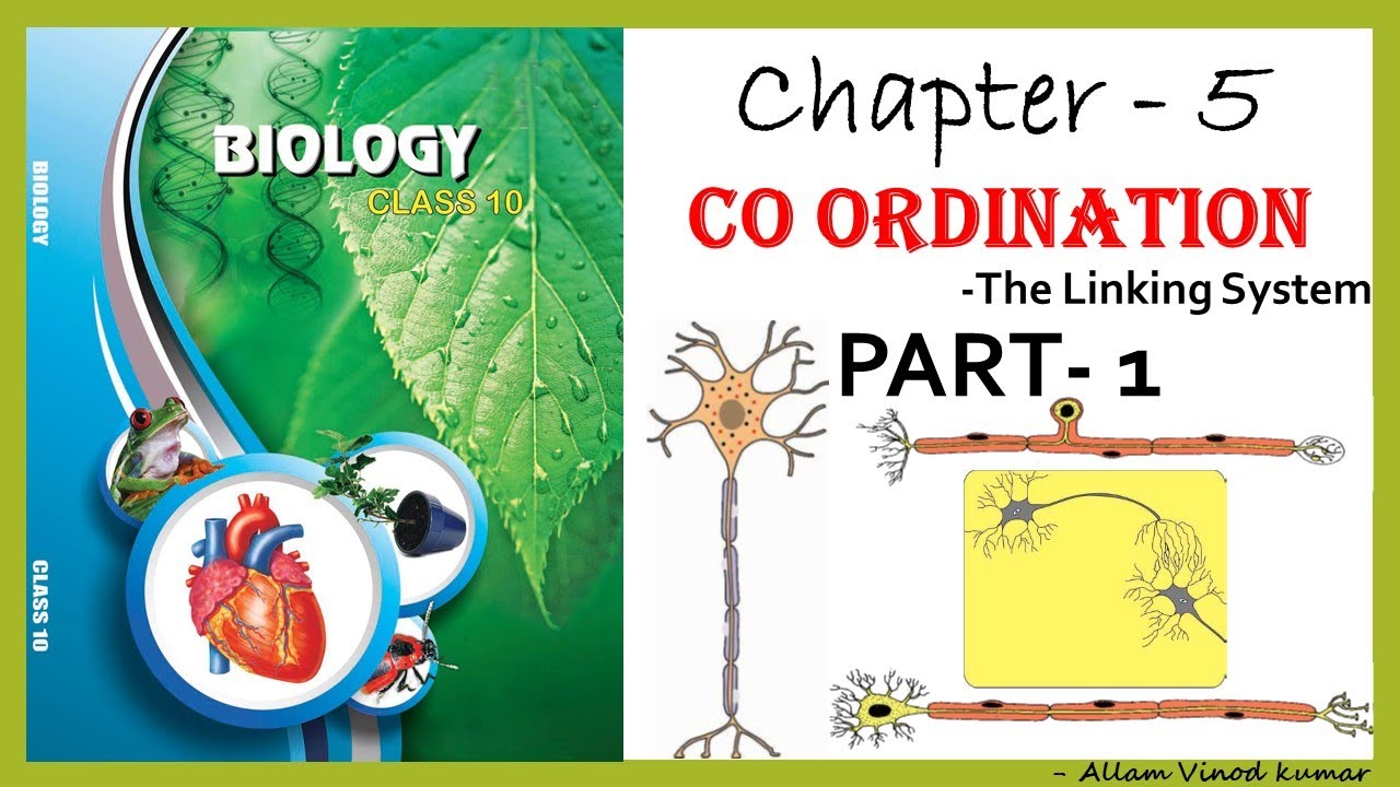 Co-ordination - The linking system, 10th Biology, Part-1 - YouTube