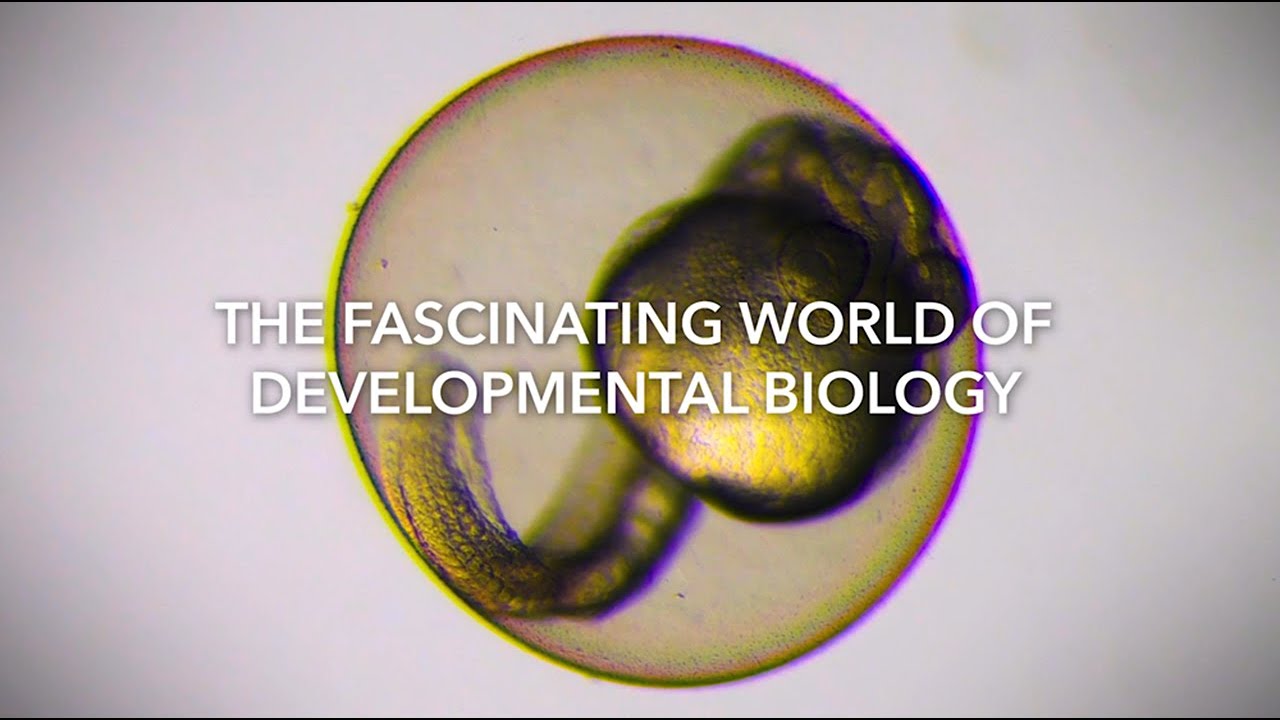 BSDB - The Fascinating World of Developmental Biology (full length ...