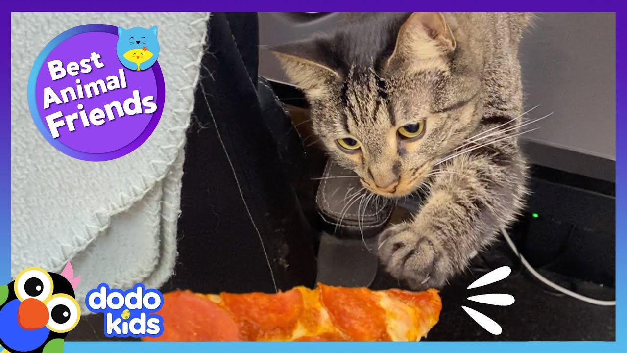 Cat Sisters Can’t Stop Touching Animals…or PIZZA?! | Dodo Kids | Best ...