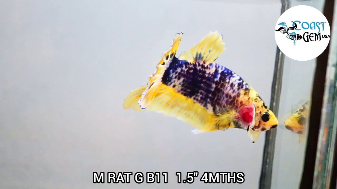 (RAT-B11) Yellow Marble Plakat Male Betta - YouTube