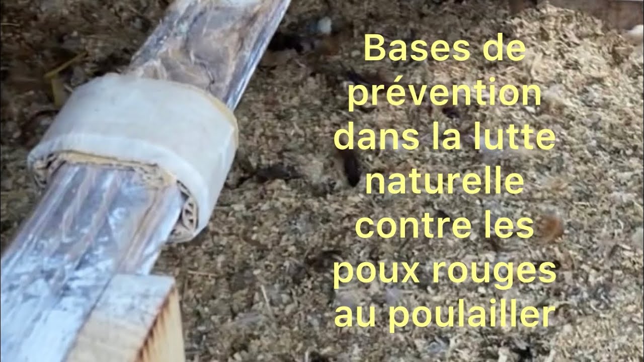 Bases de prévention dans la lutte naturelle contre les poux rouges au ...